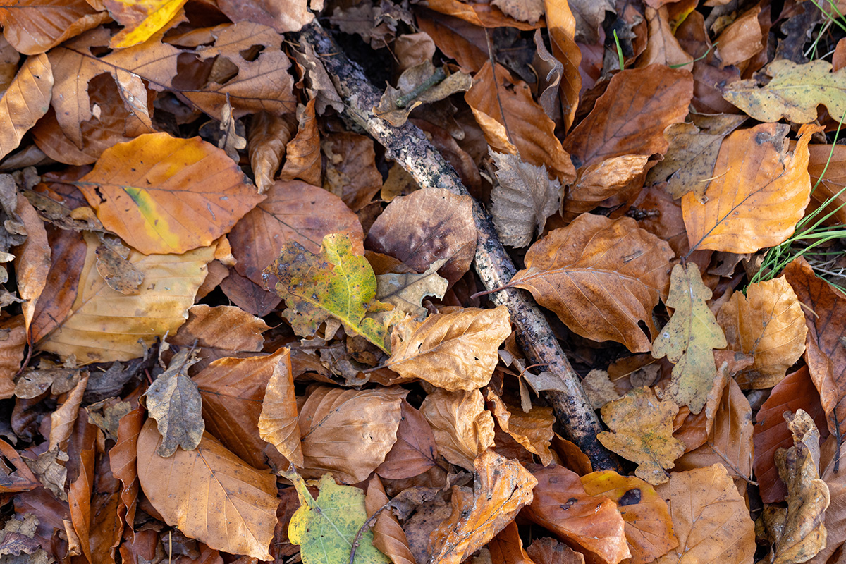 Leaf Litter - Biohabitats