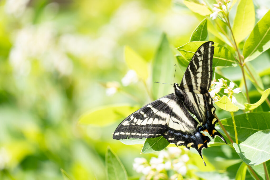 Conservation - Biohabitats