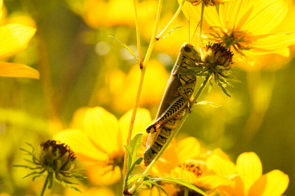 Home - Biohabitats