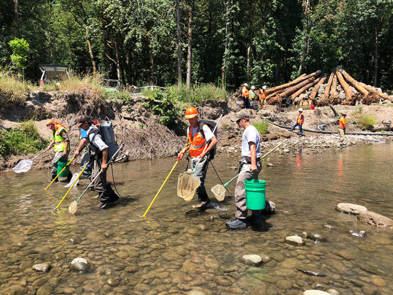 Biohabitats » Perspectives on Engineered Log Jams