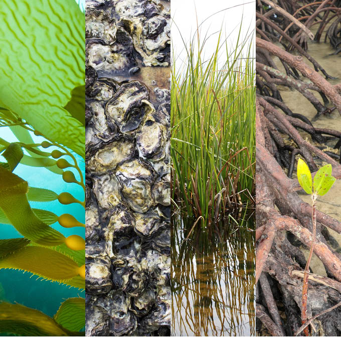 Biohabitats » Resources