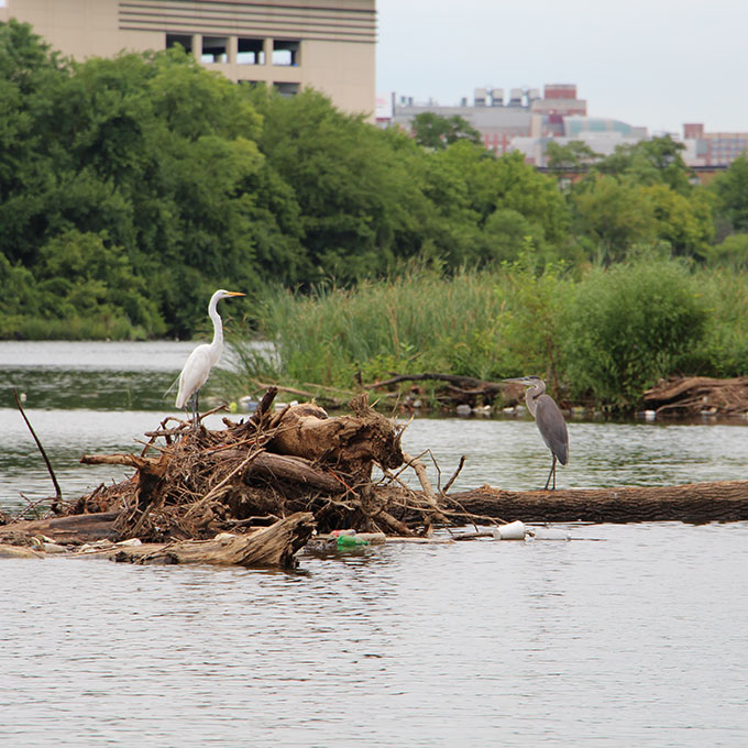 Biohabitats » Urban Ecological Restoration Benefits People, Too