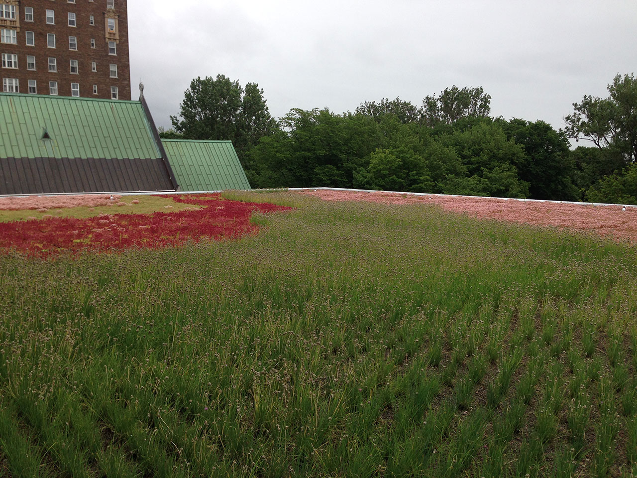 Biohabitats » Green Roofs and Living Walls