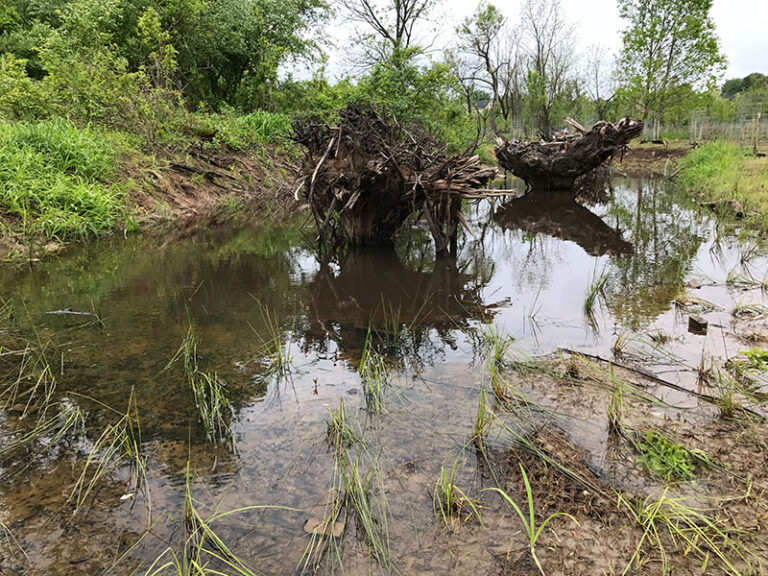 Biohabitats » Wood Enlivens