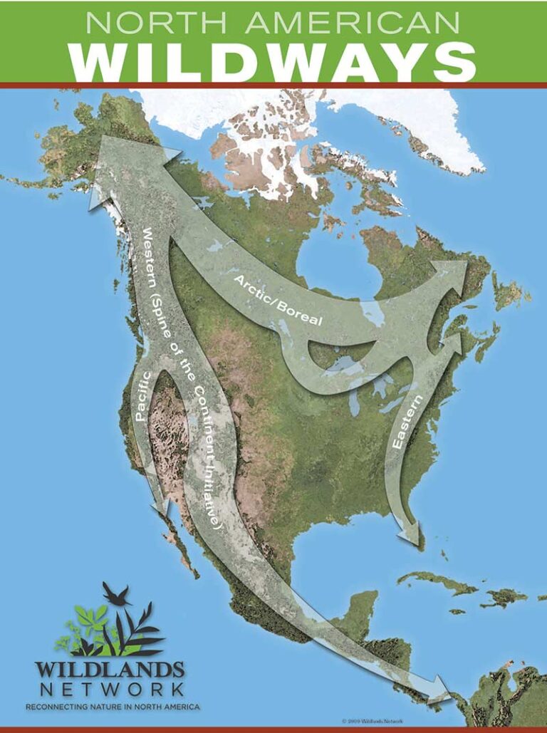 Biohabitats » Non-Profit Spotlight: Wildlands Network